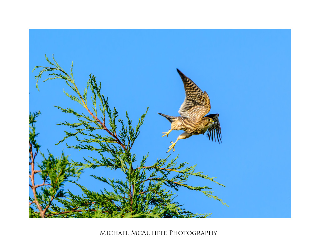 Puget Sound Bird Fest - Merlin - Michael McAuliffe Photography