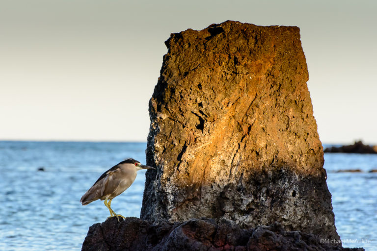 Shorebirds of Hawaii's Big Island - Michael McAuliffe Photography
