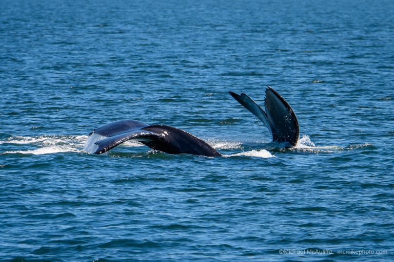 Puget Sound Orca and Humpback Whales - Michael McAuliffe Photography