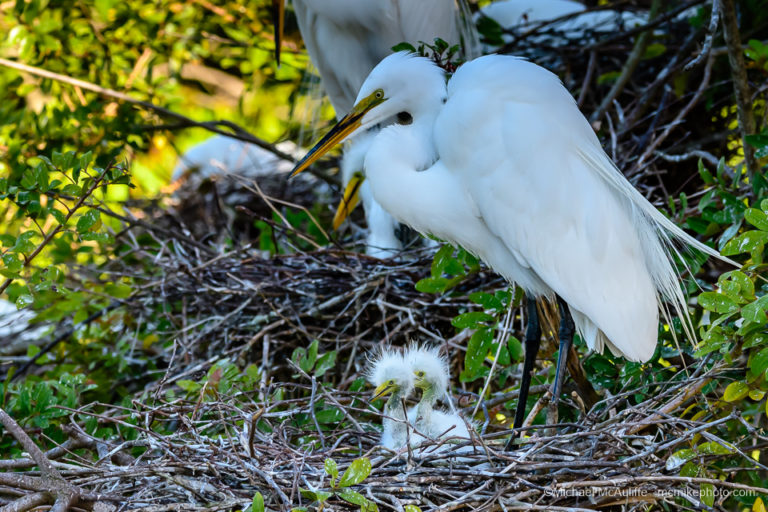 Great Egret Family at Gatorland - Michael McAuliffe Photography