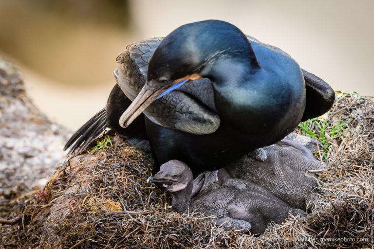 Breeding Brandt's Cormorants at La Jolla - Michael McAuliffe Photography