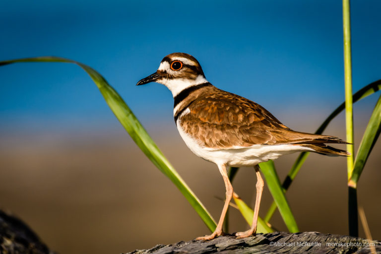 Puget Sound Quarantine Bird Photography - Michael McAuliffe Photography