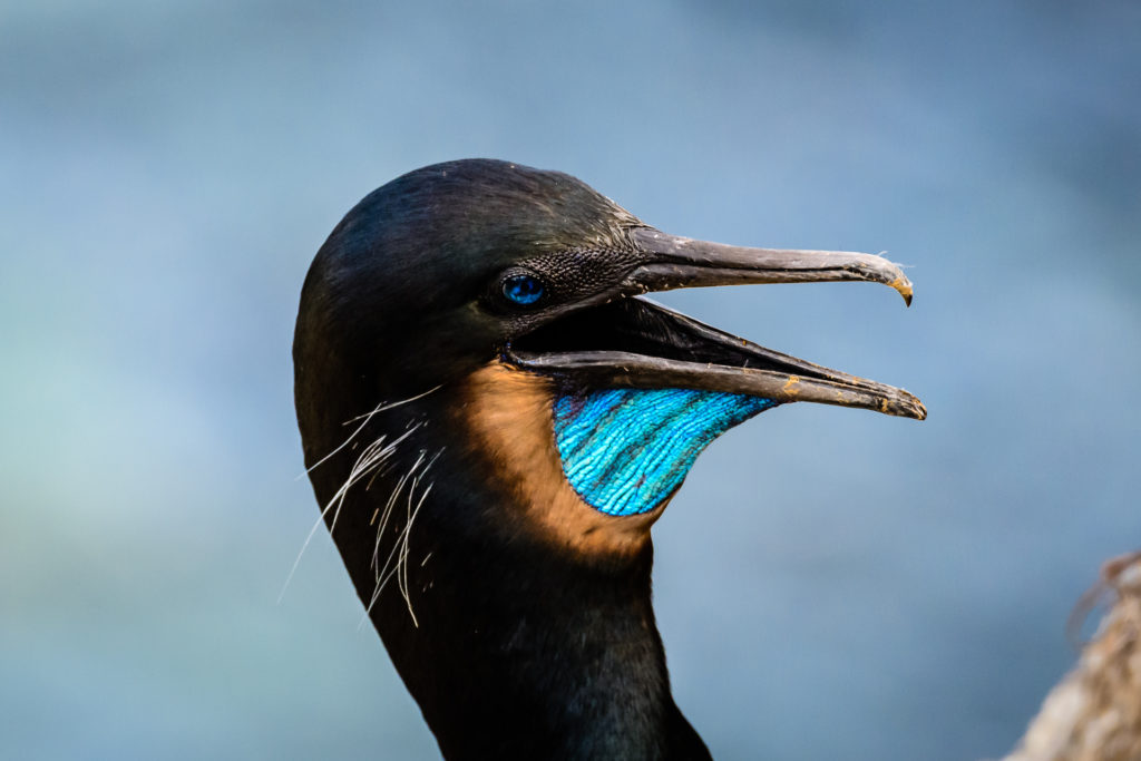 Breeding Brandt's Cormorants at La Jolla - Michael McAuliffe Photography