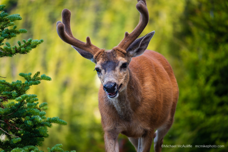 View From Hurricane Ridge - Michael McAuliffe Photography