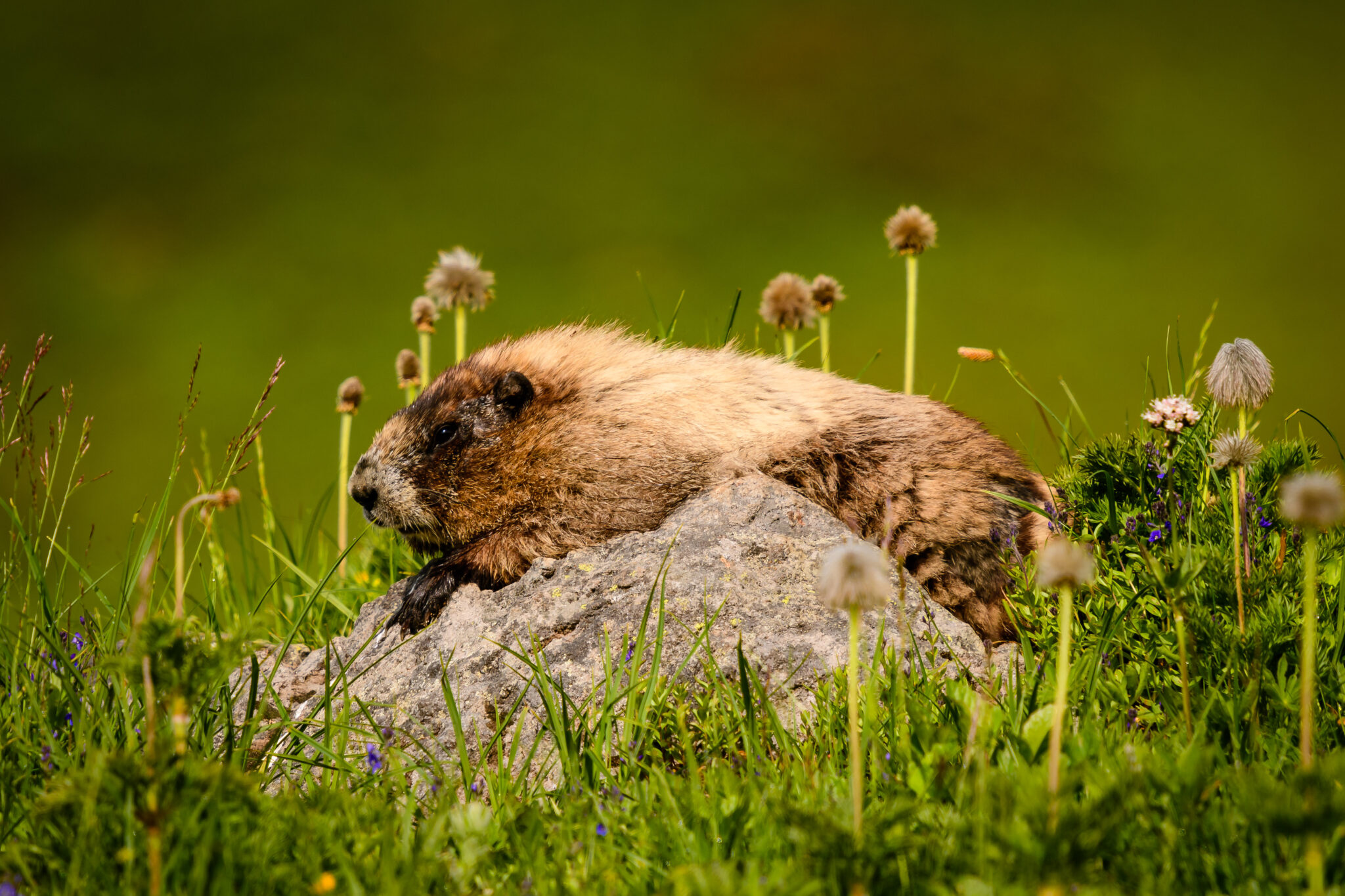 Paradise Marmots - Michael McAuliffe Photography