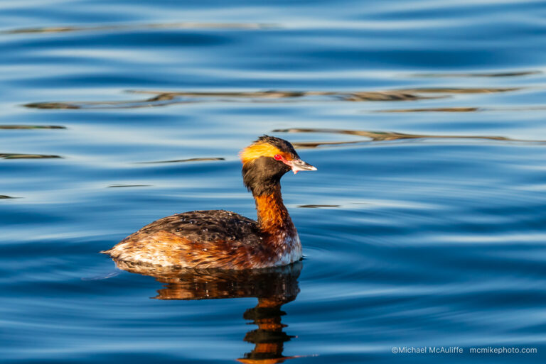 Horned Grebe in Breeding Plumage - Michael McAuliffe Photography