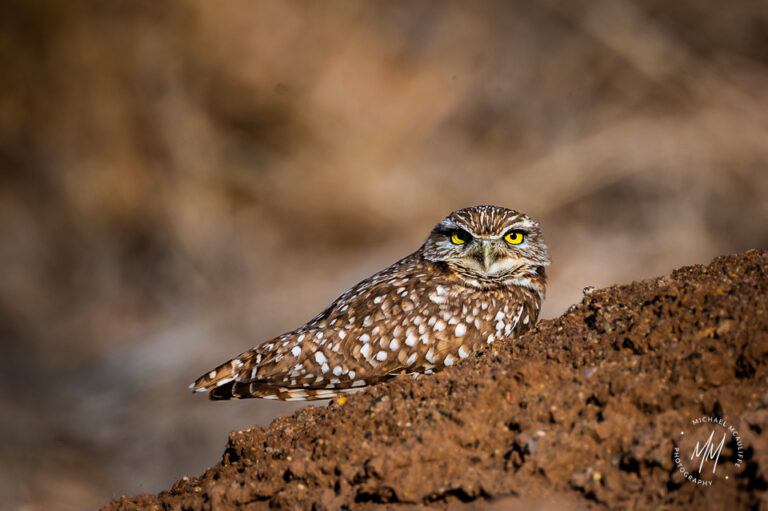 Burrowing Owls At The Salton Sea - Michael McAuliffe Photography