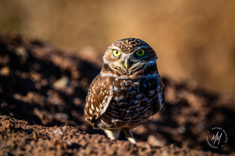 Burrowing Owls At The Salton Sea - Michael McAuliffe Photography