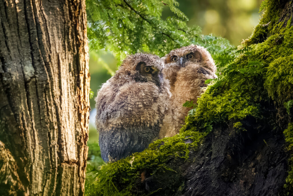 Great-horned Owl Owlets - Michael McAuliffe Photography