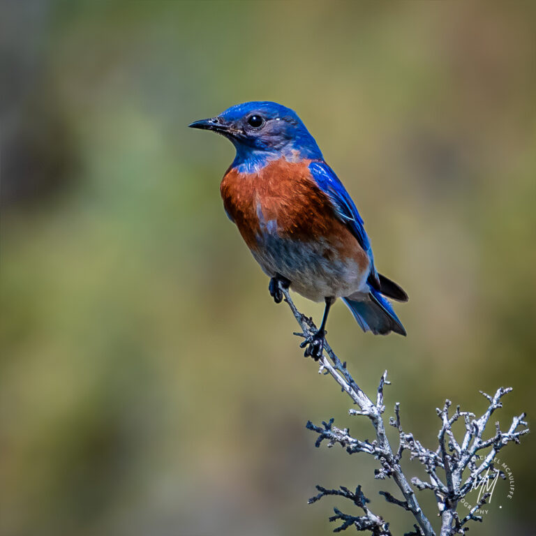 Bluebirds in Ellensburg - Michael McAuliffe Photography